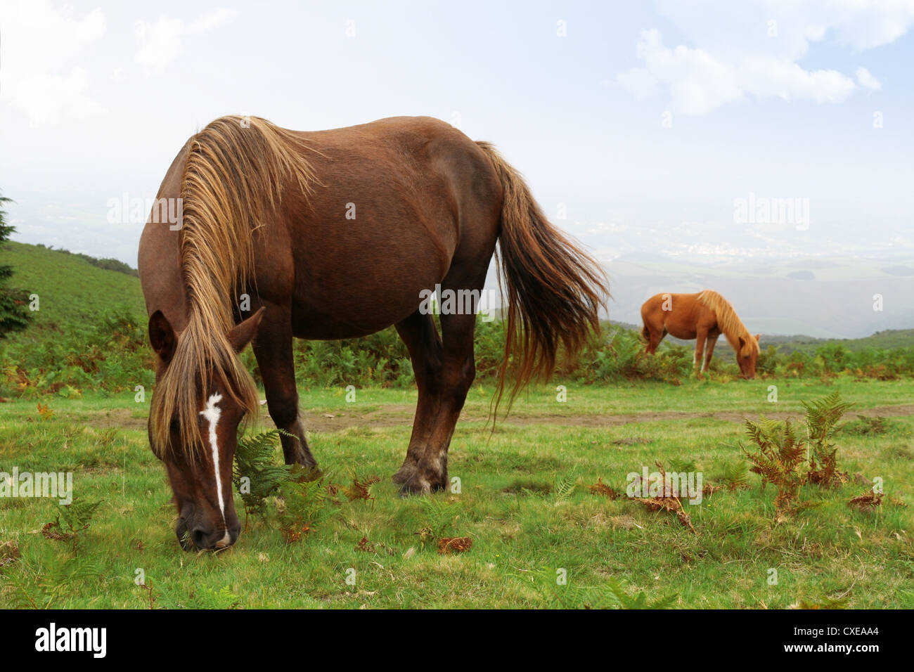 Pottok Horse Banque d'image et photos - Alamy