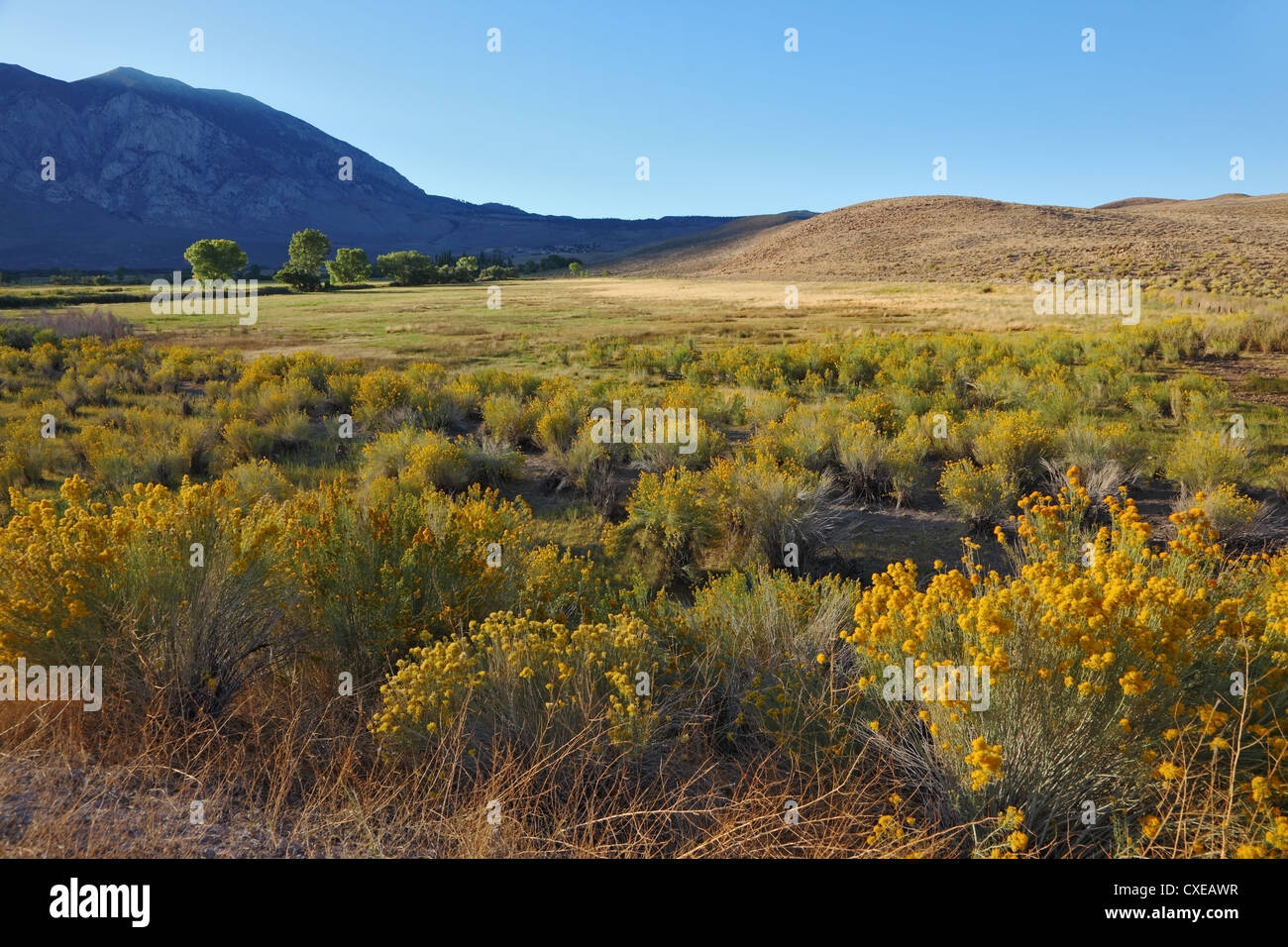 Arbustes d'automne Banque de photographies et d’images à haute ...