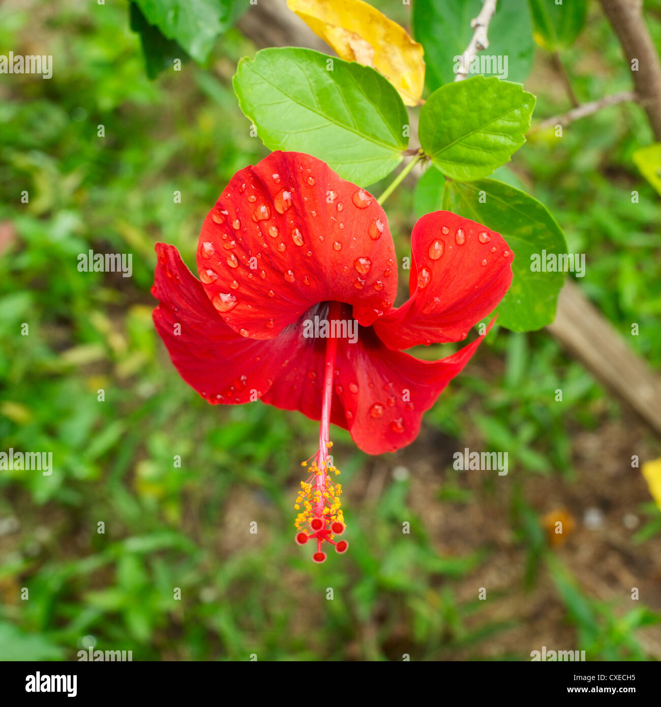 Rouge siam Banque de photographies et d’images à haute résolution - Alamy