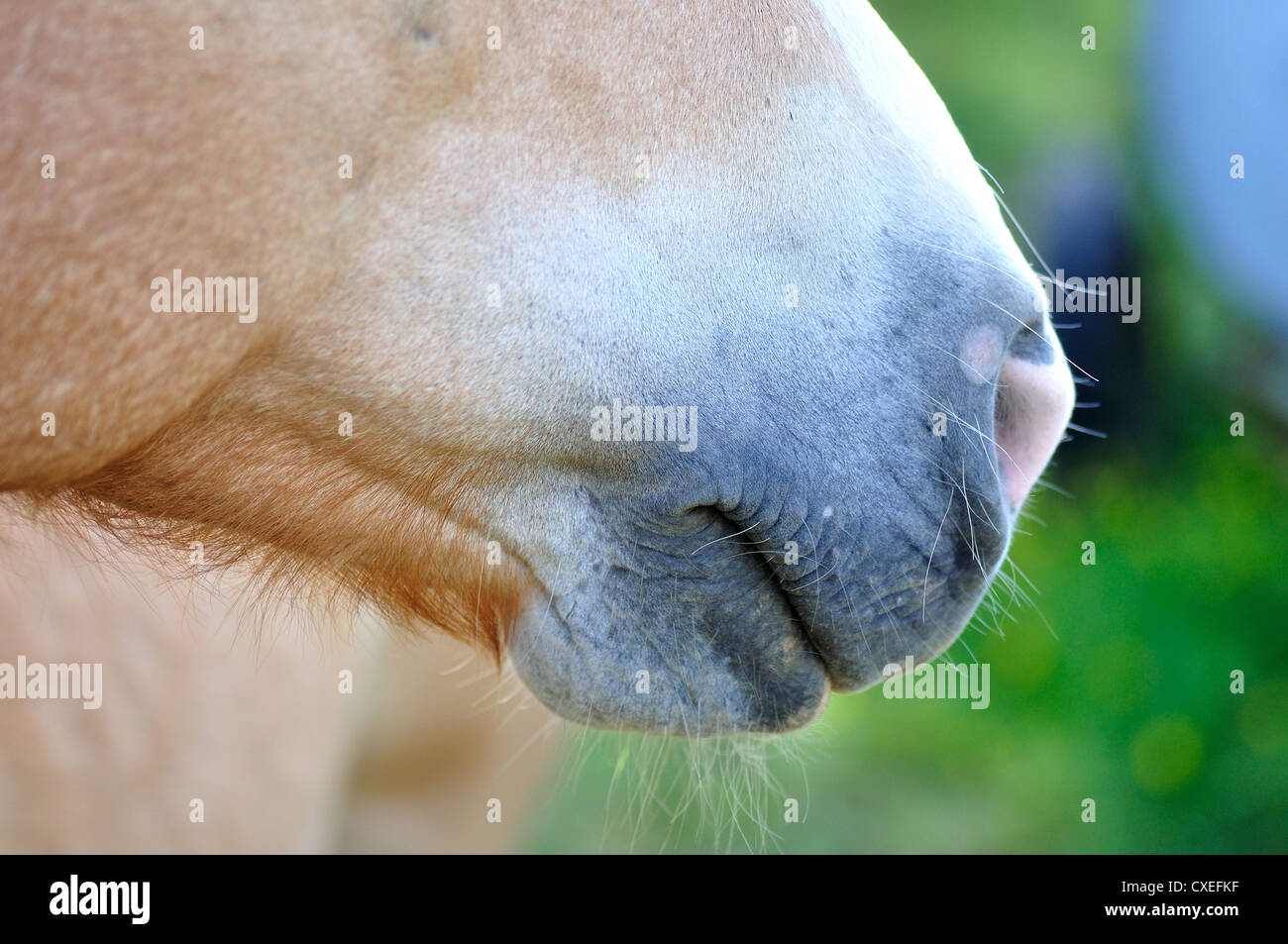 Bouche de cheval Banque de photographies et d’images à haute résolution ...