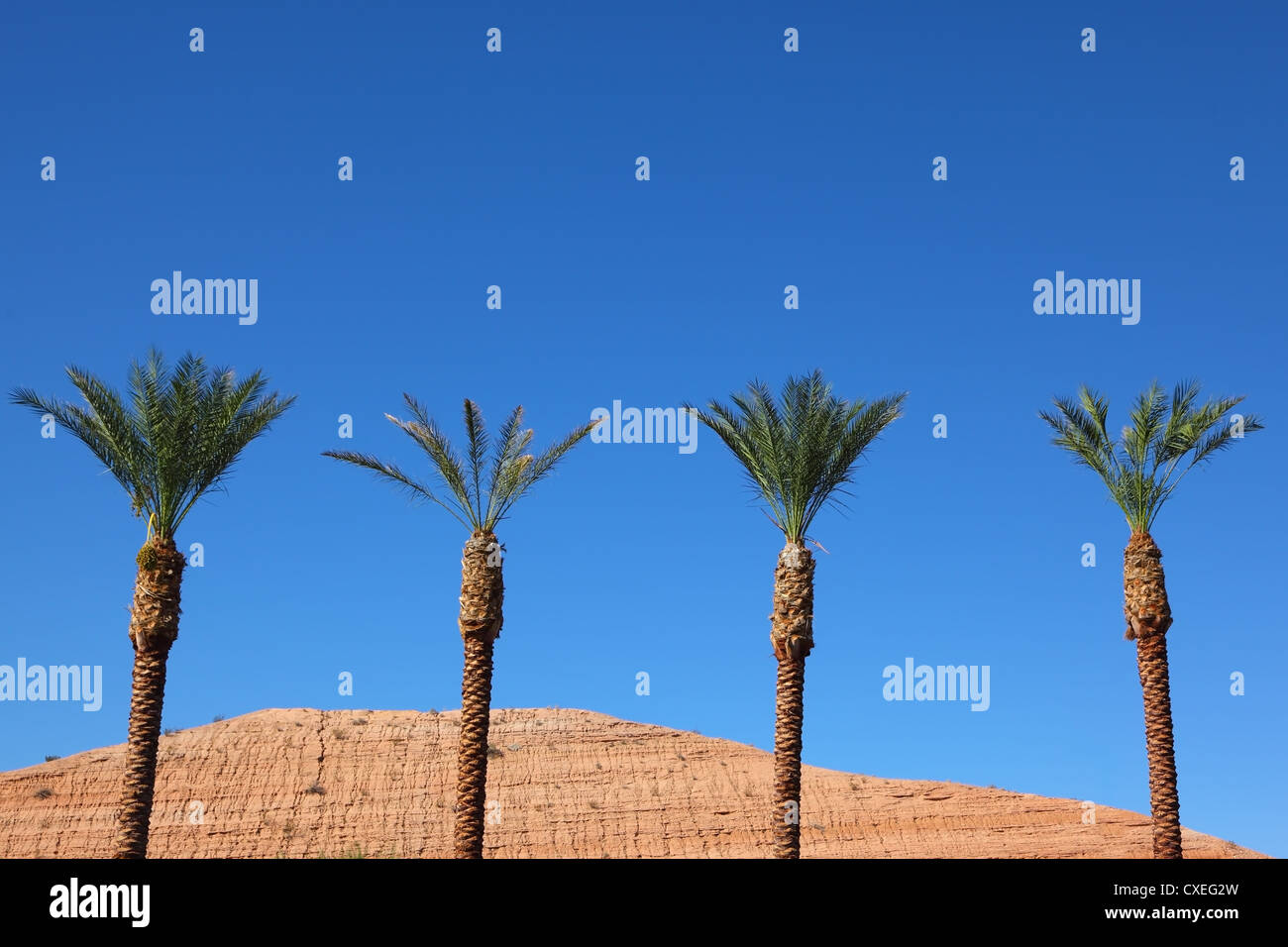 Palmiers du désert Banque de photographies et d’images à haute ...