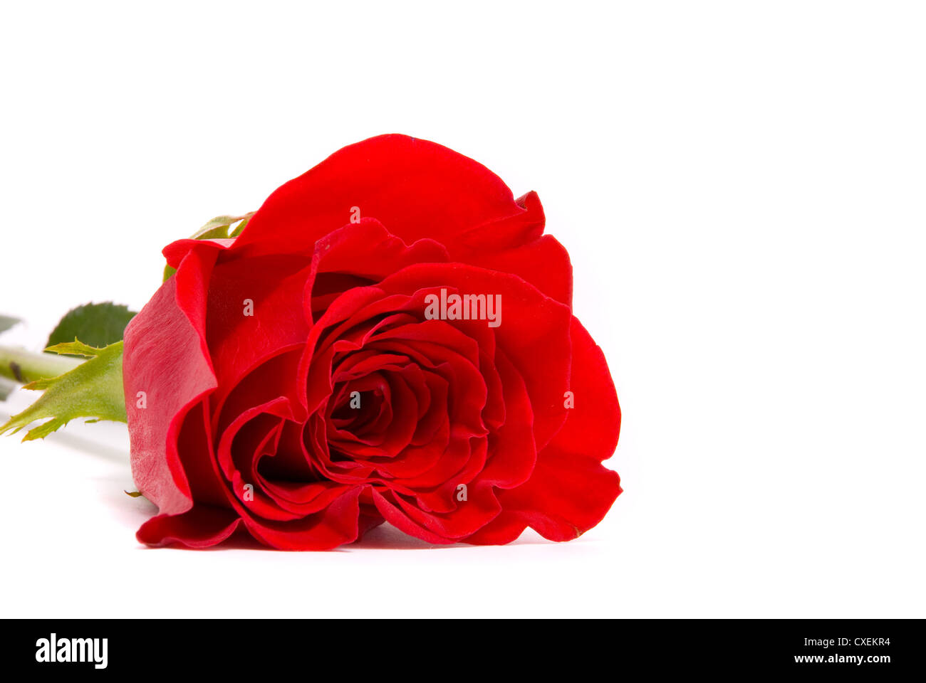 Fond blanc avec rose rouge Banque de photographies et d’images à haute ...