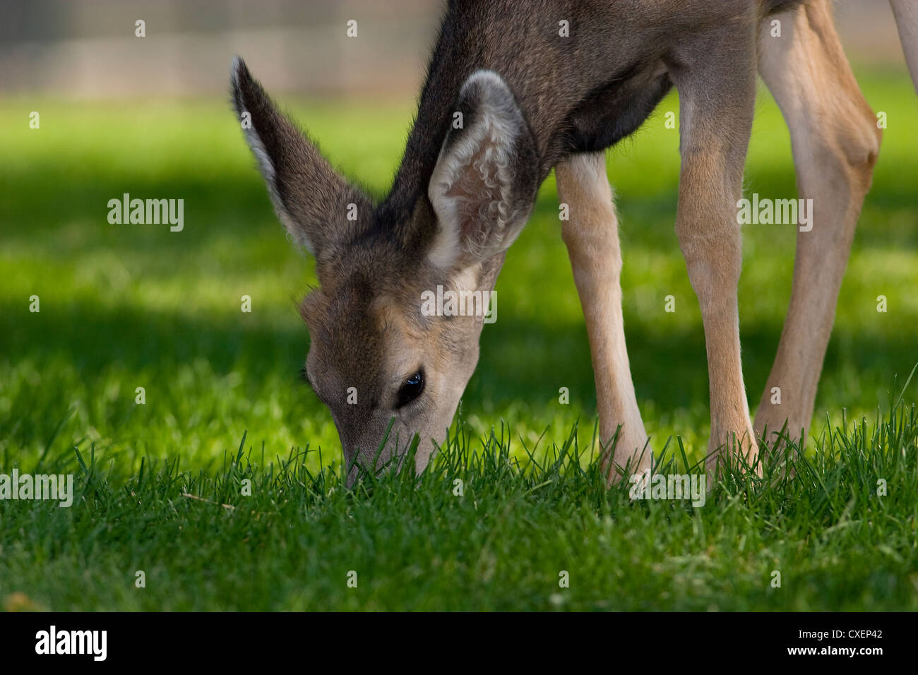 Cerf mulet odocoileus hemionus Banque de photographies et d’images à ...