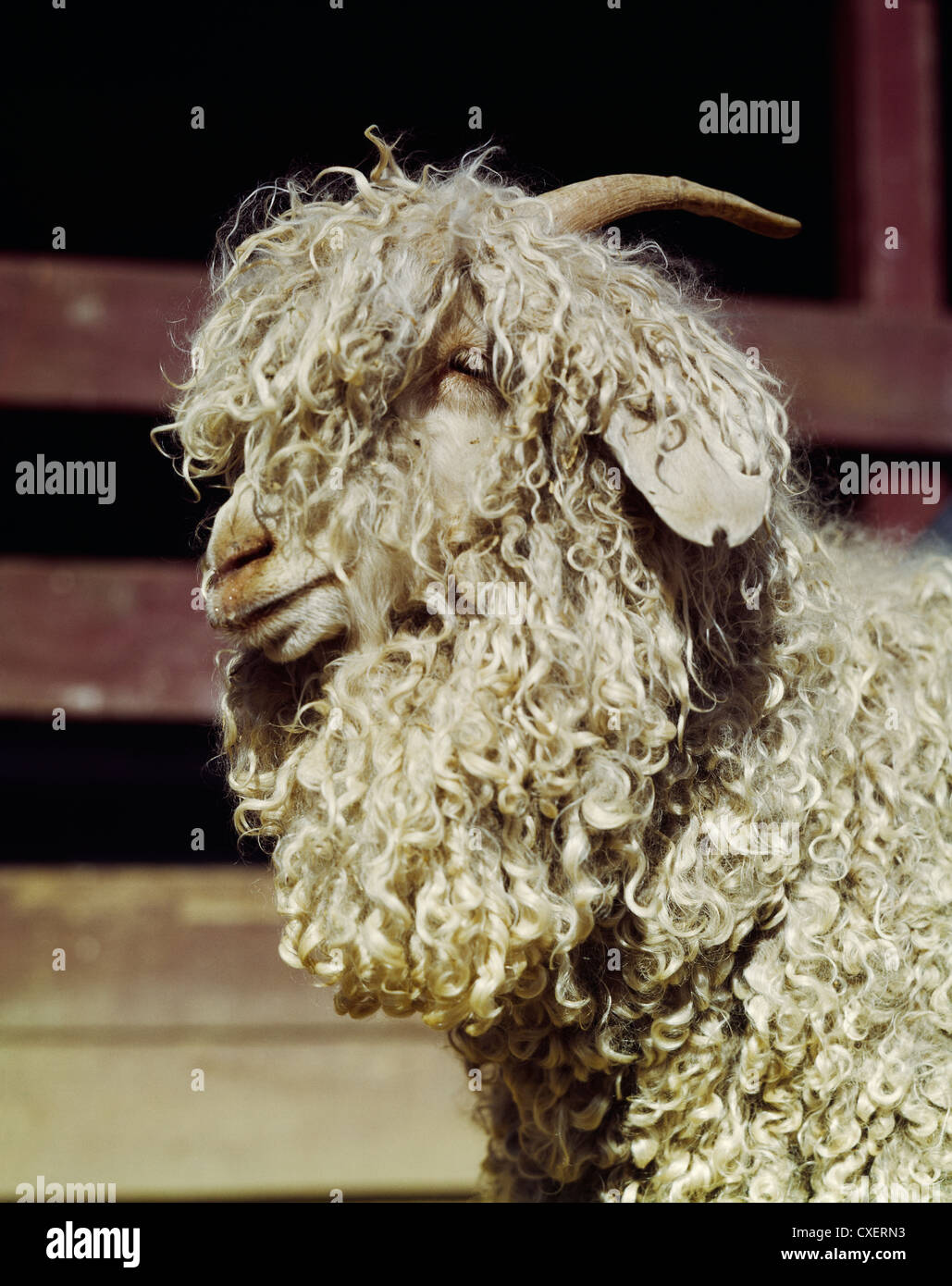 Angora goat fleece Banque de photographies et d’images à haute ...
