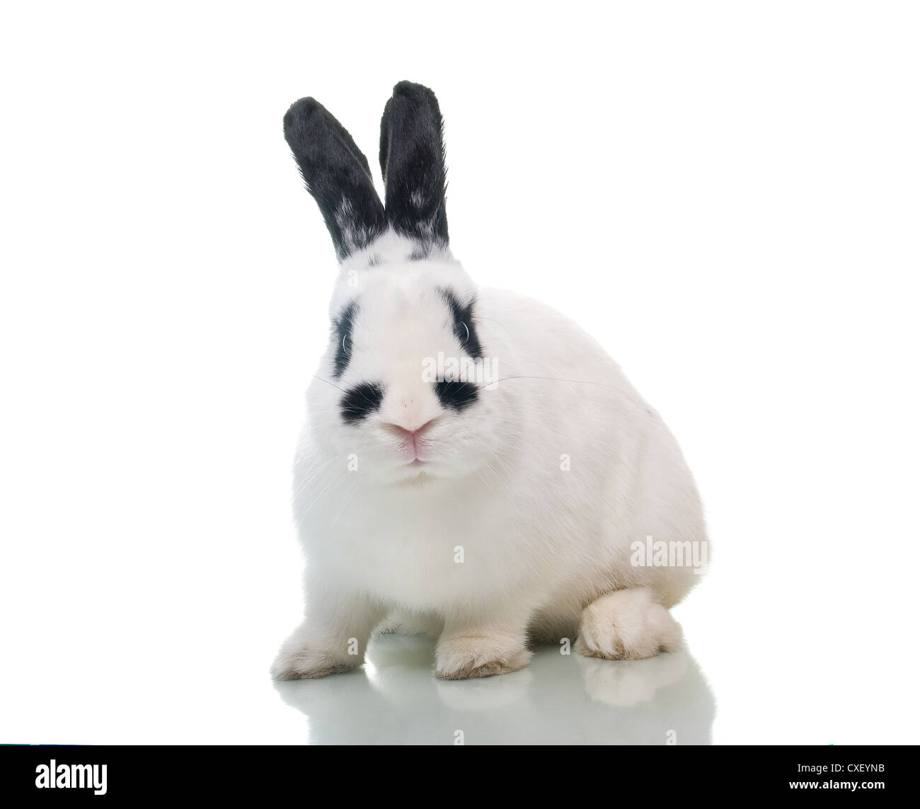 Oreille de lapin Banque de photographies et d’images à haute résolution - Alamy