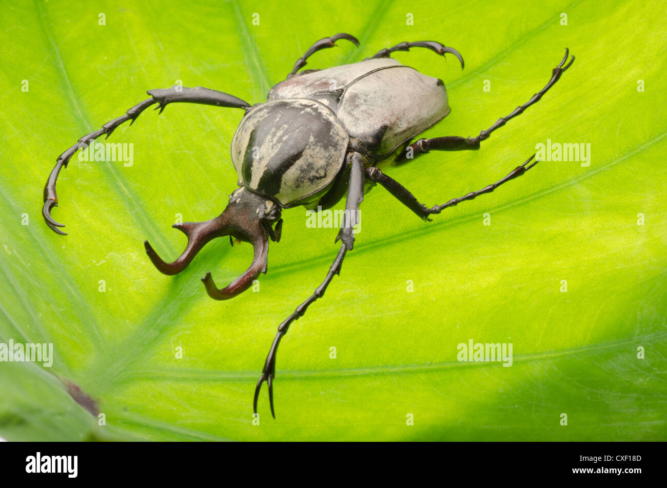 Fleur de corne Banque de photographies et d’images à haute résolution ...