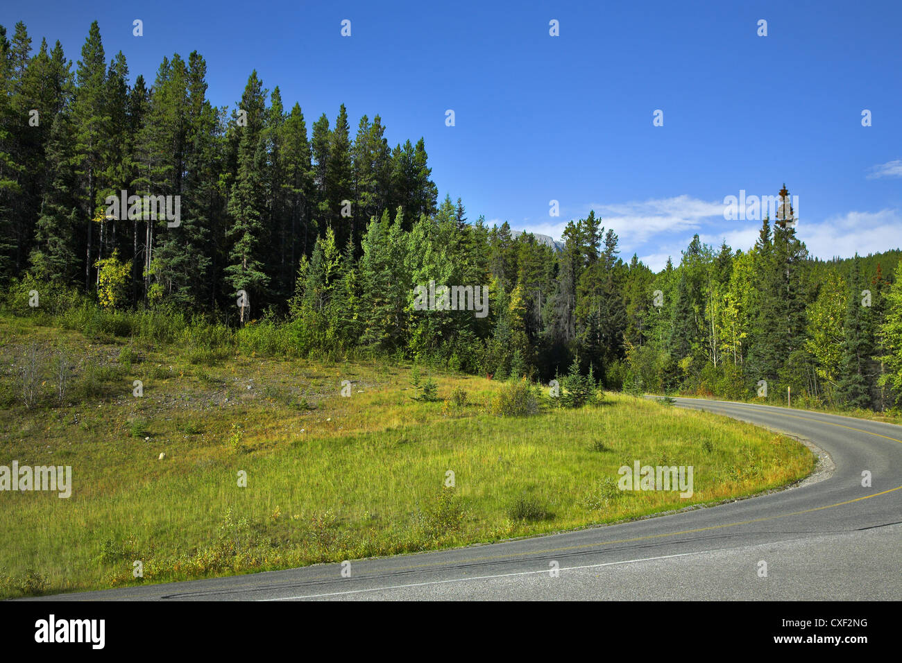 Foret de sapins Banque de photographies et d’images à haute résolution ...