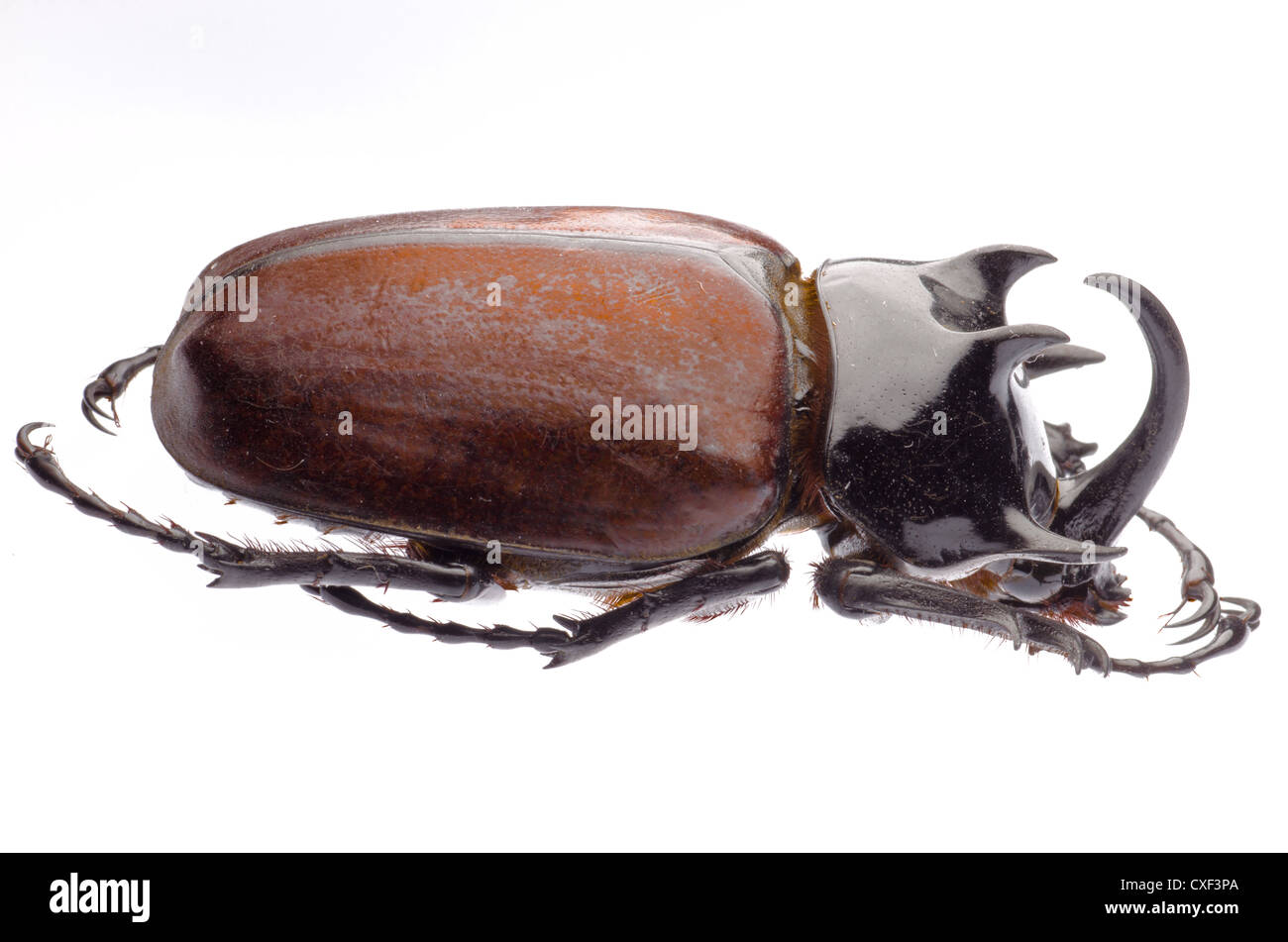 Scarab scarabée rhinocéros géant insecte Eupatorus isolés sukkiti Photo ...