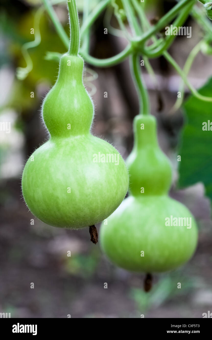 La calebasse Banque de photographies et d’images à haute résolution - Alamy