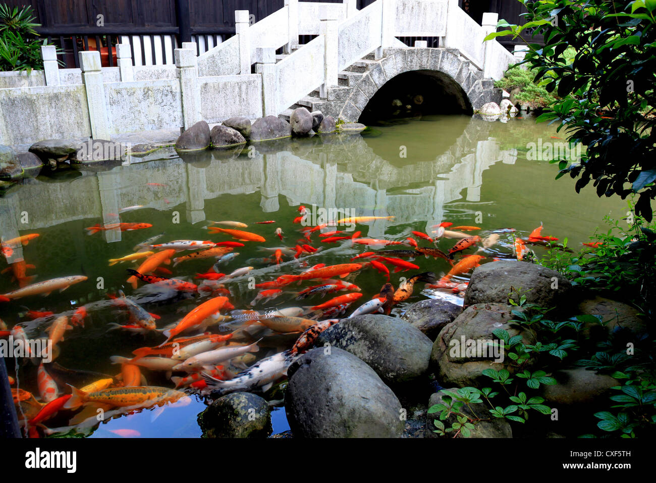 Ruisseau avec poisson koi Banque de photographies et d’images à haute résolution - Alamy