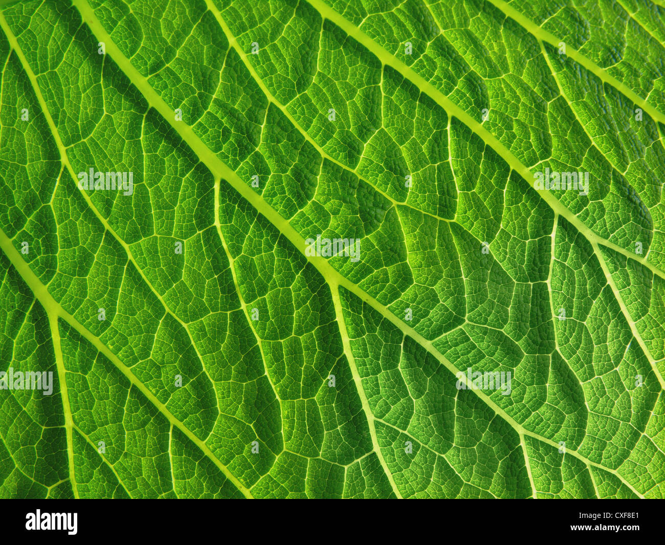Leaf nervature Banque de photographies et d’images à haute résolution ...