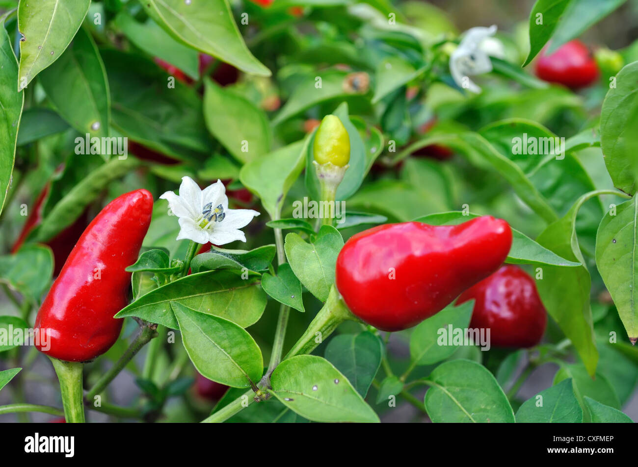 Plante de piment de cayenne Banque de photographies et d’images à haute ...