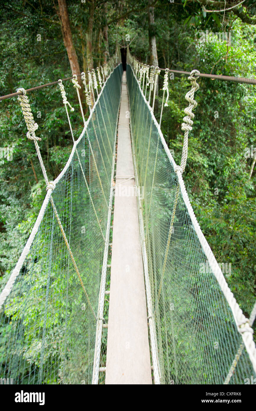 Canopy walk Banque de photographies et d’images à haute résolution - Alamy