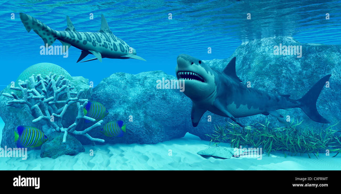Requin ange Banque de photographies et d’images à haute résolution - Alamy