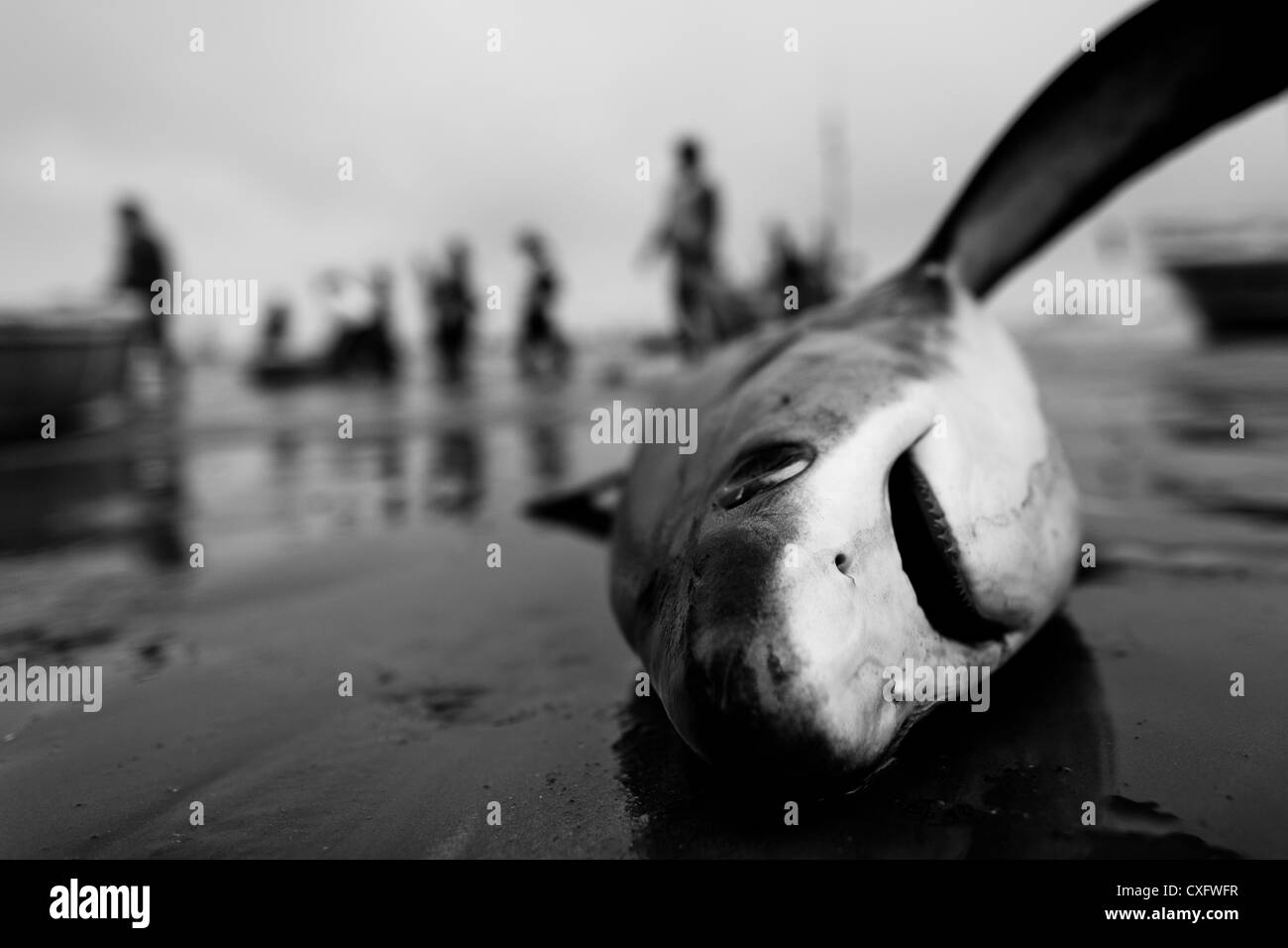 Un requin mort se trouve sur la plage de Puerto Lopez, Équateur Photo ...