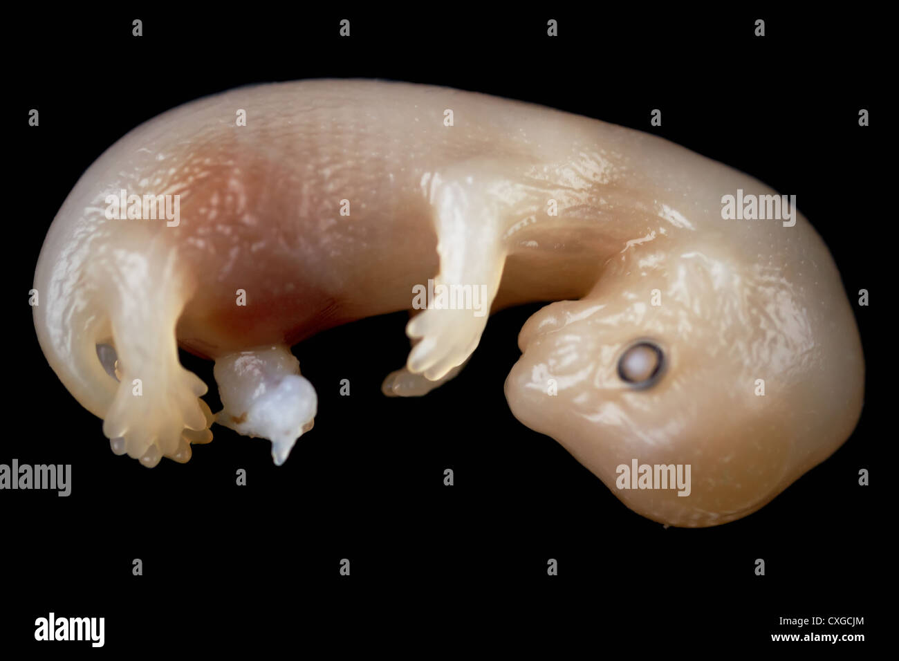 Animal embryo Banque de photographies et d’images à haute résolution ...