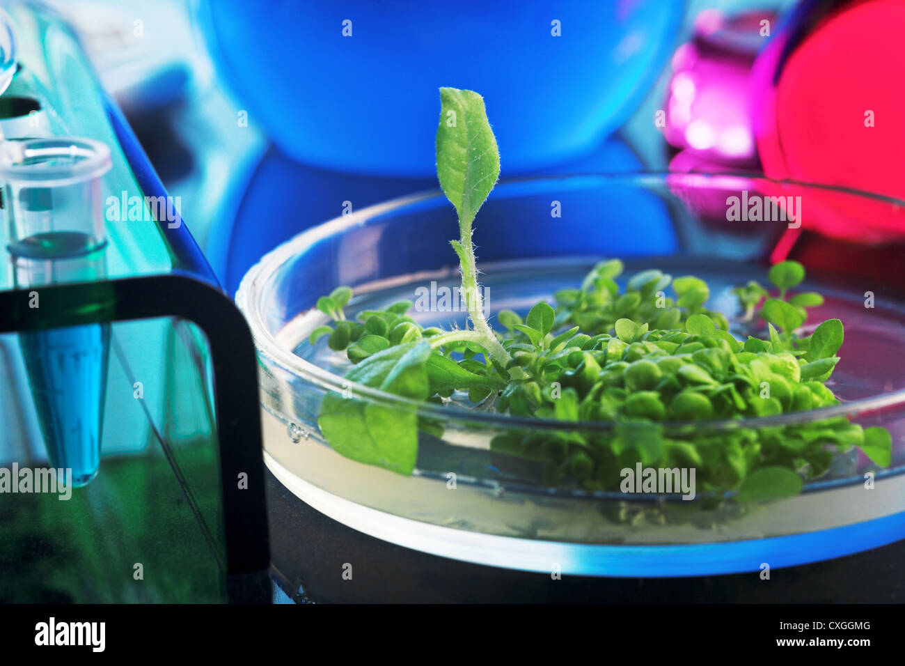 Science des plantes Banque de photographies et d’images à haute ...