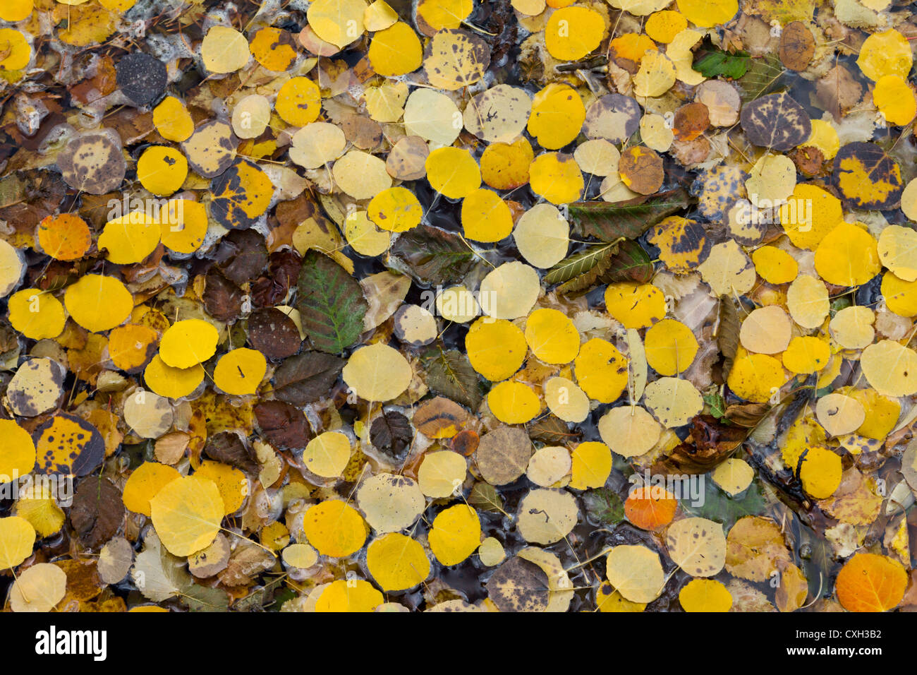 Automne feuilles de tremble Background Texture Pattern Photo Stock - Alamy