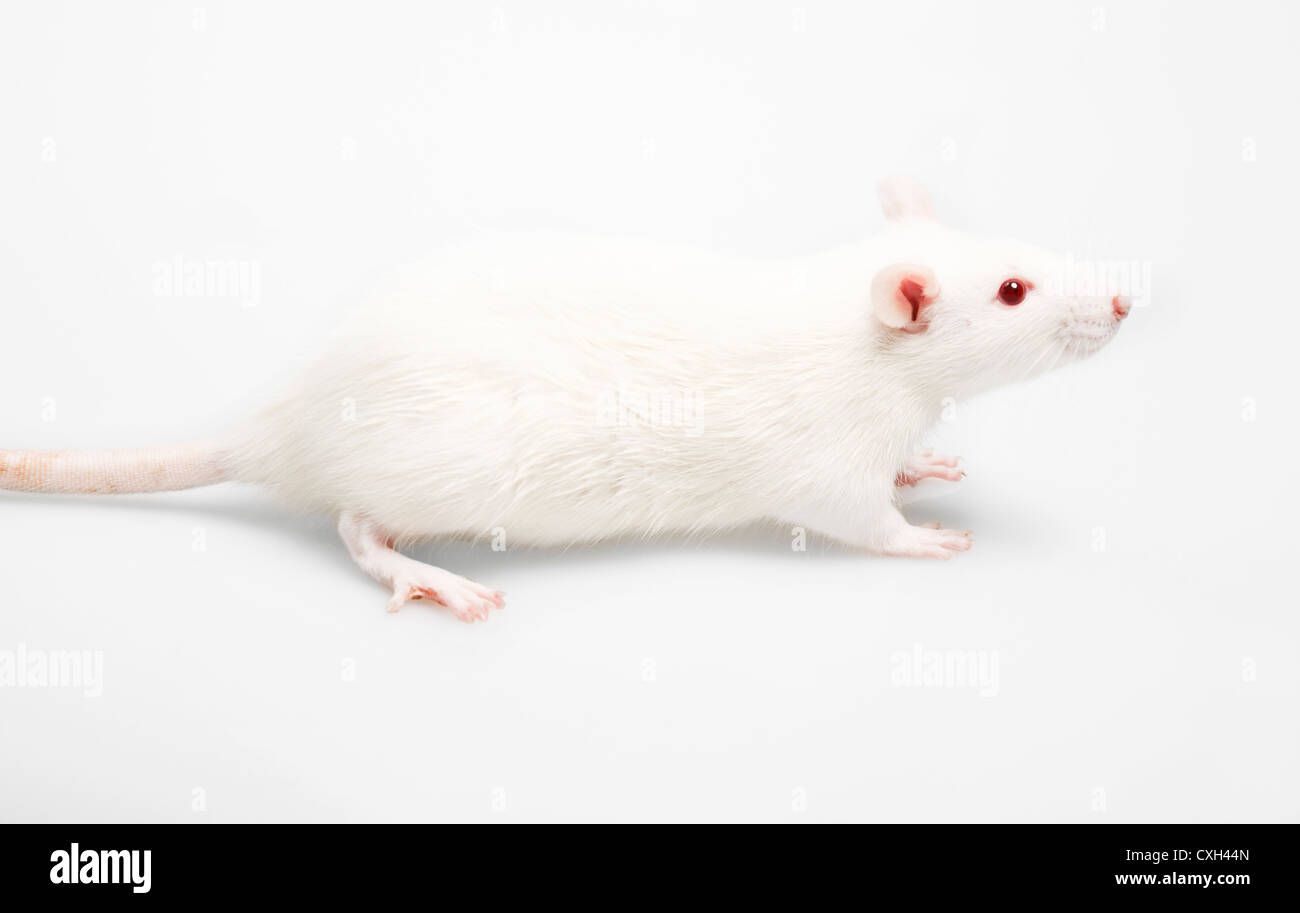 Rat blanc Banque de photographies et d’images à haute résolution - Alamy