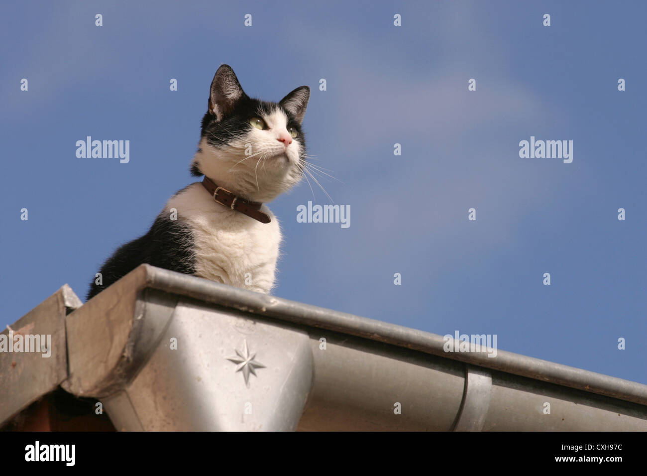 Chat noir sur le toit Banque de photographies et d’images à haute ...