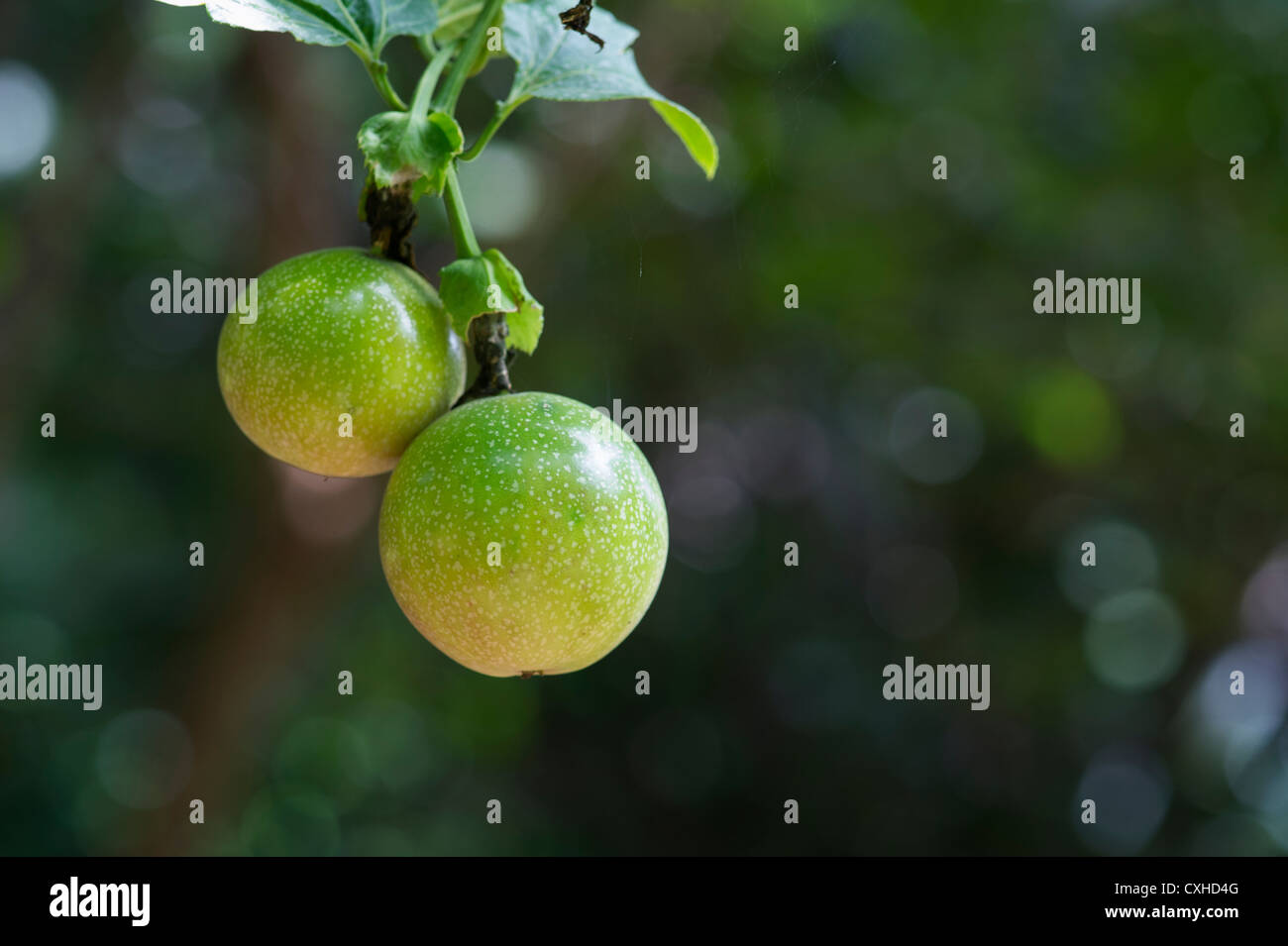 Fruit de la fleur de la passion Banque de photographies et d’images à ...