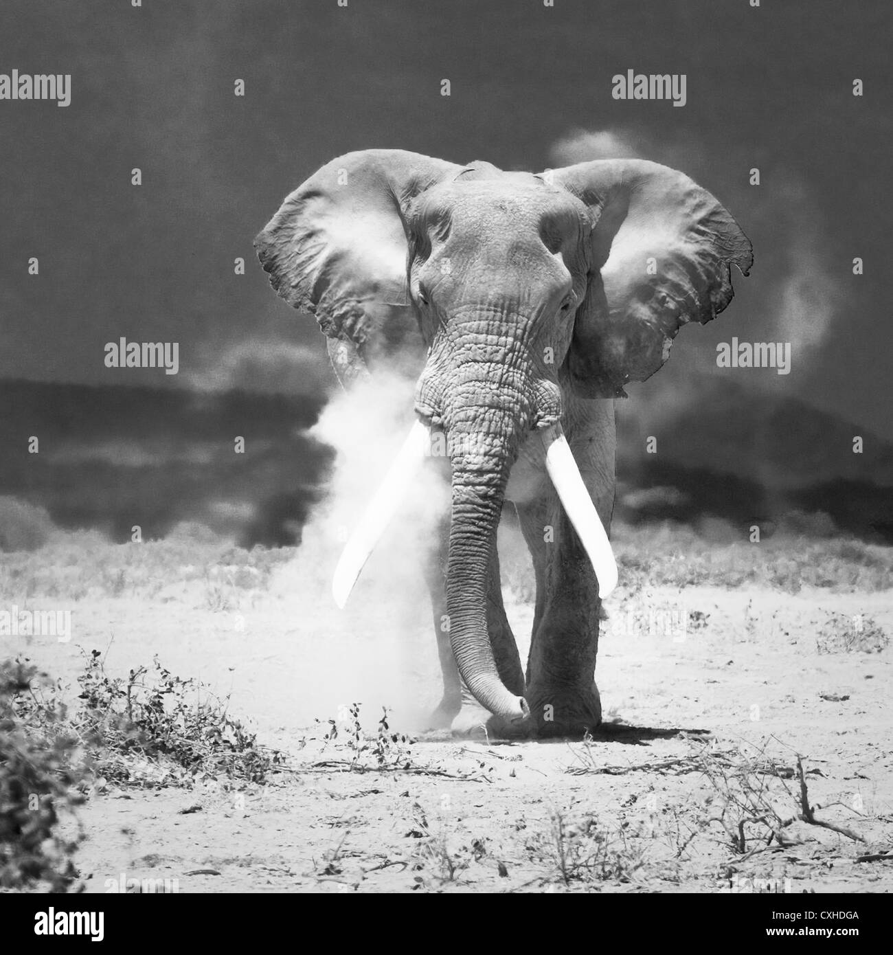 Elephant noir et blanc profil Banque de photographies et d’images à ...