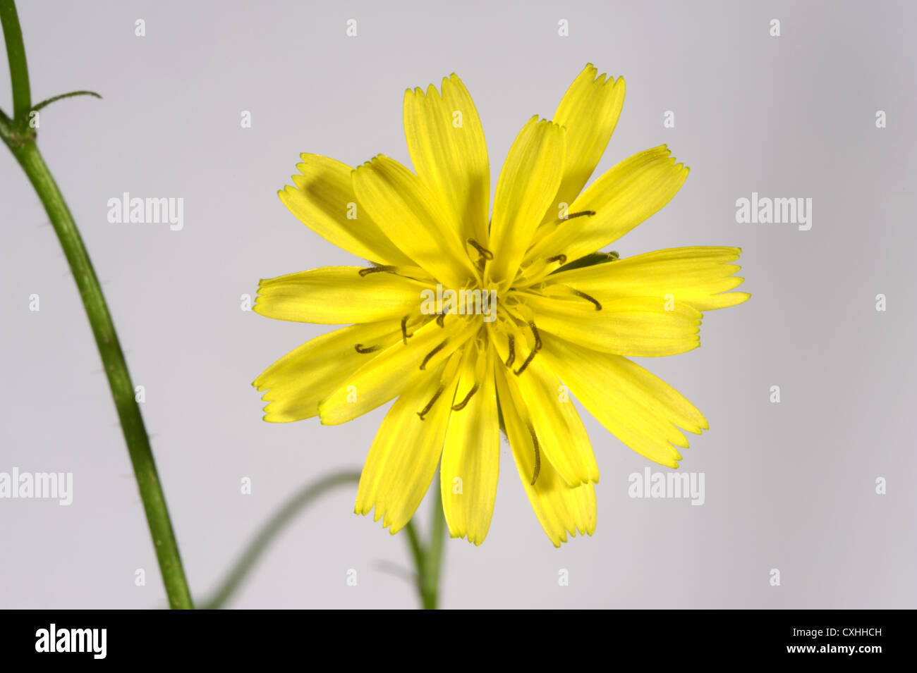 Lapsana communis Banque de photographies et d’images à haute résolution ...