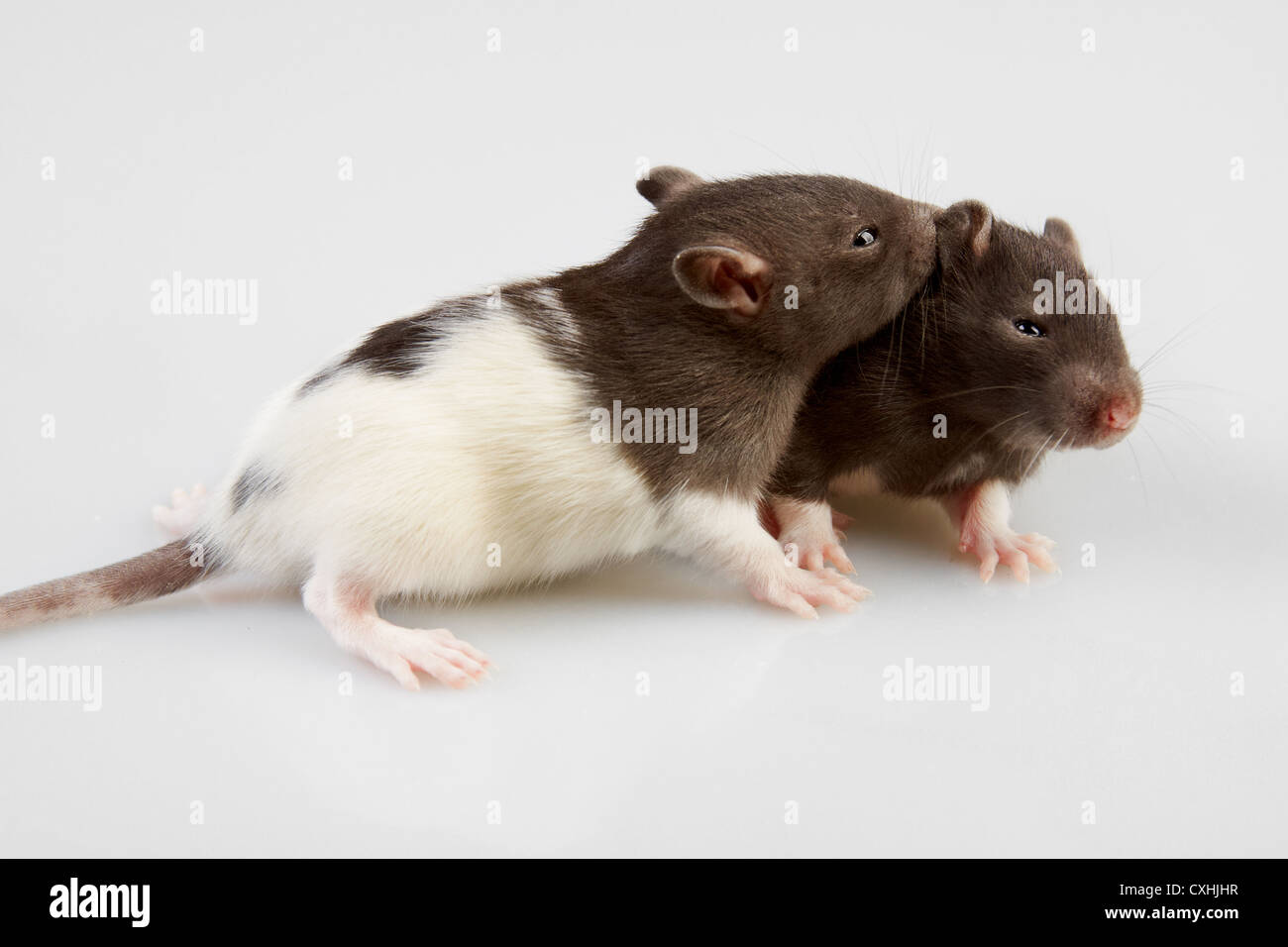 Lab rat Banque de photographies et d’images à haute résolution - Alamy