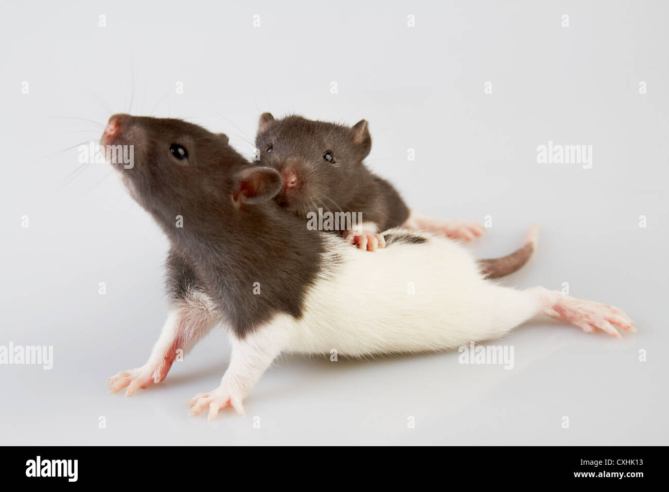 Rat de laboratoire Banque de photographies et d’images à haute ...