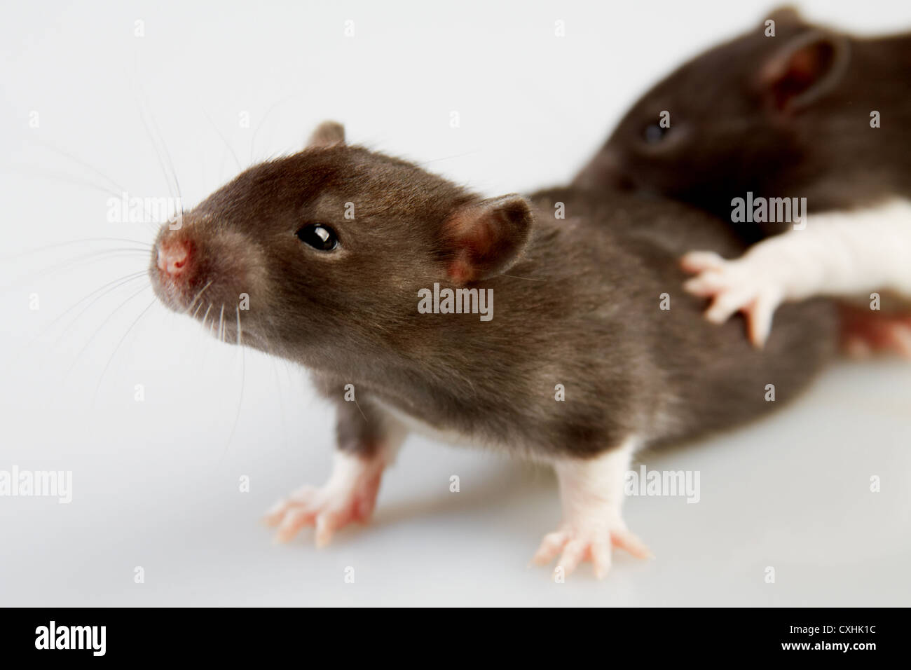 Rat de laboratoire Banque de photographies et d’images à haute ...