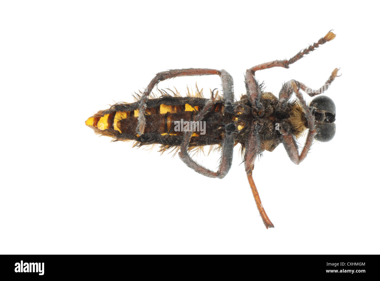 Insecte piqueur Banque d'images détourées - Alamy