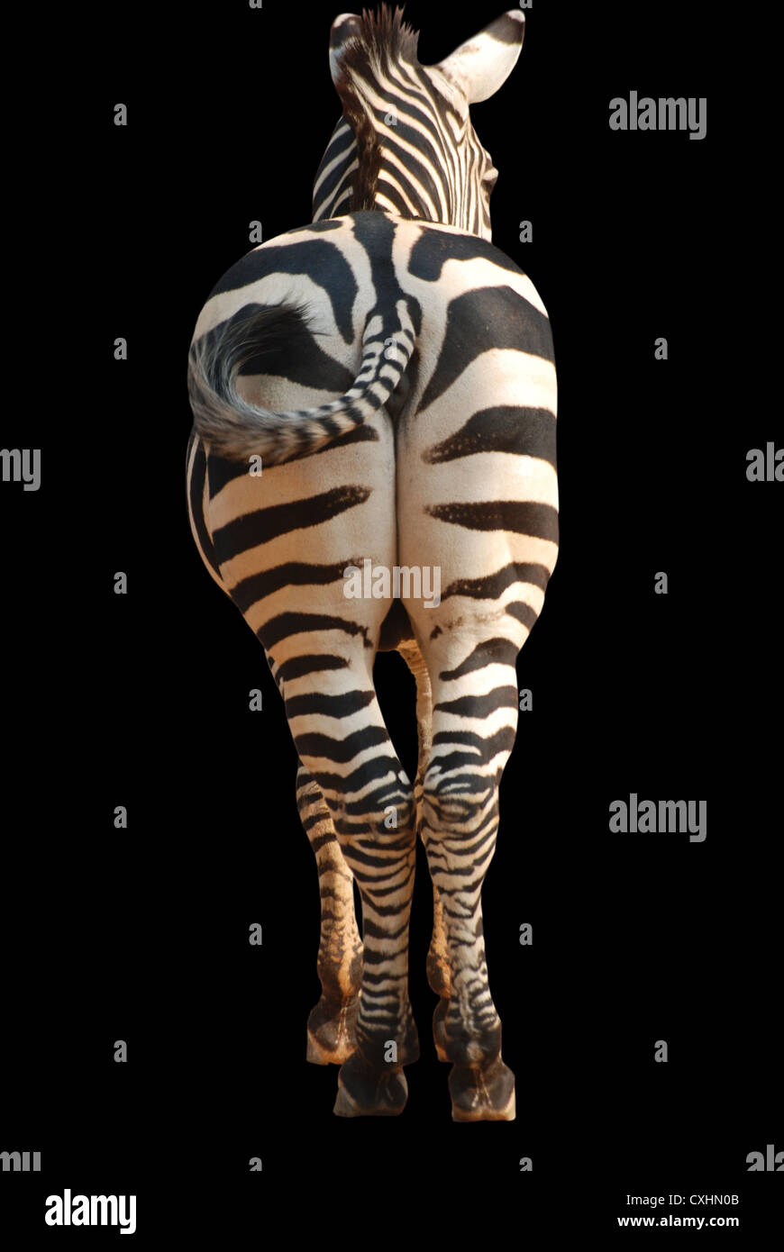 Zebra head back Banque de photographies et d’images à haute résolution ...