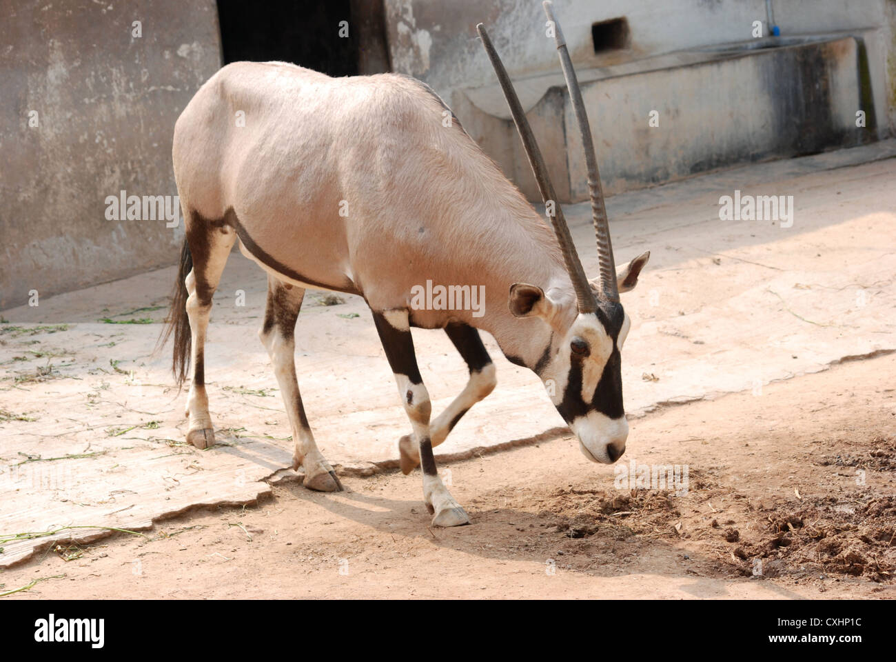 Oryx face Banque de photographies et d’images à haute résolution - Alamy