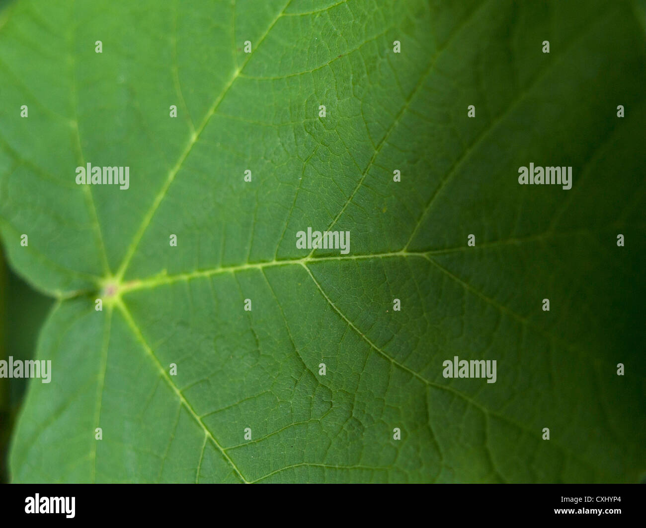 Feuilles a Banque de photographies et d’images à haute résolution - Alamy