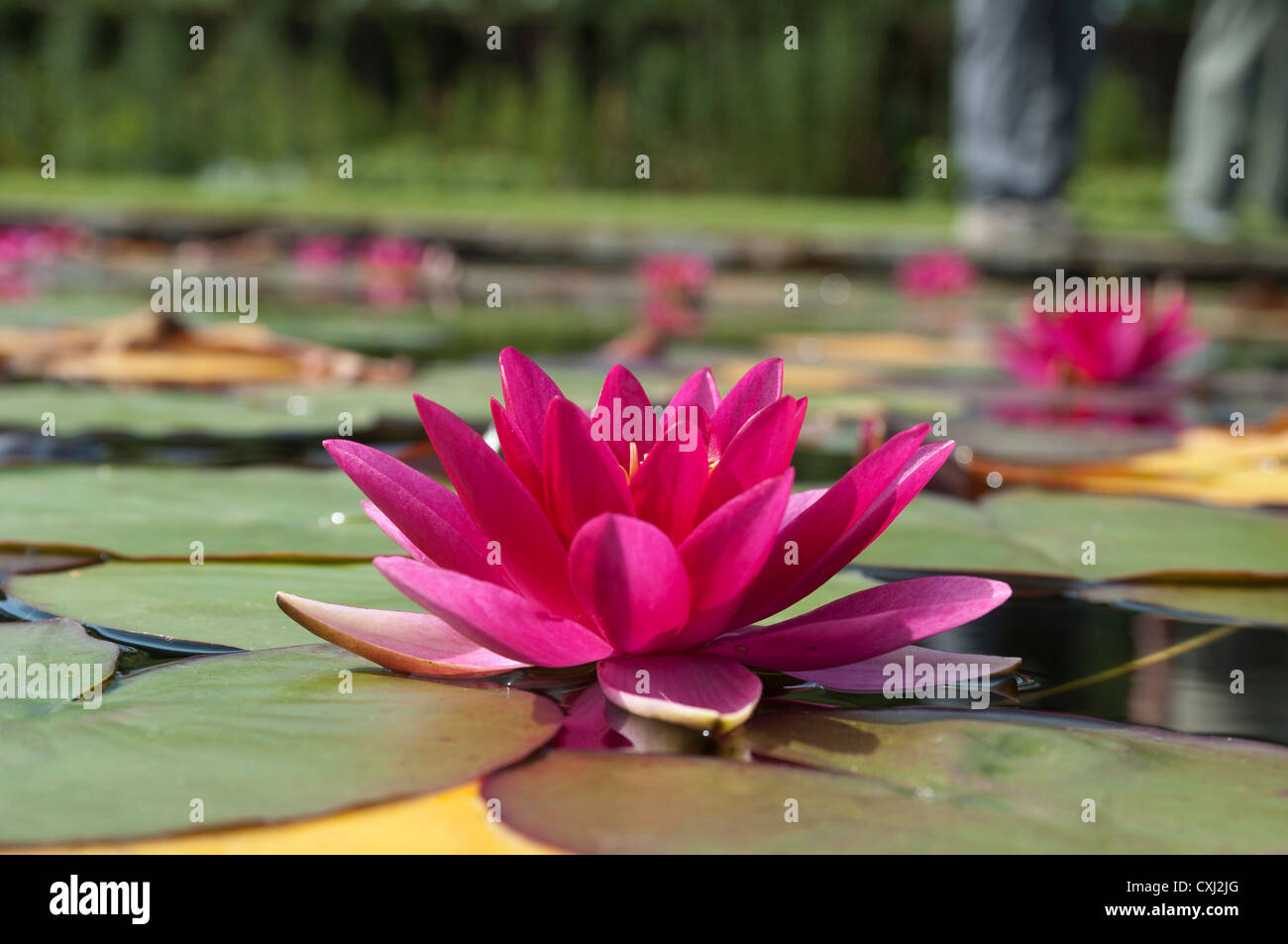 Nénuphar rouge Banque de photographies et d’images à haute résolution ...