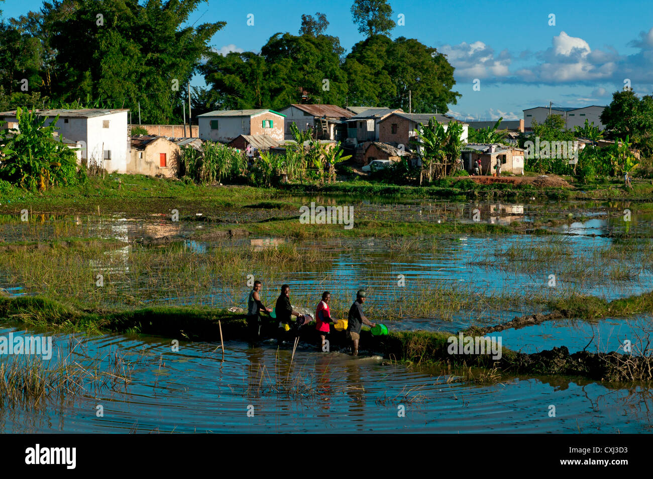 Paysage de rizière madagascar Banque de photographies et d’images à ...