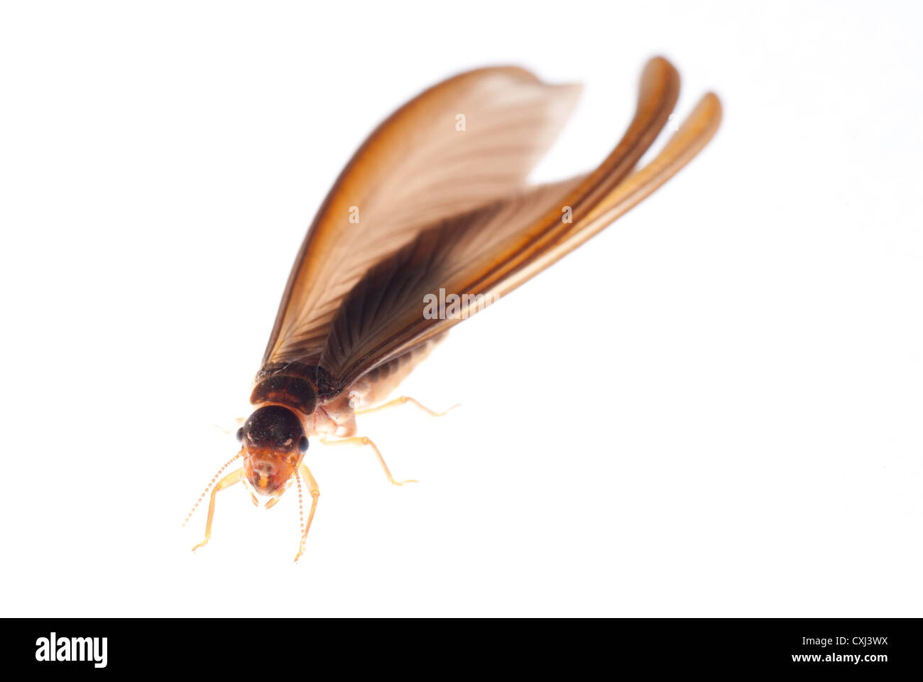 Reine des termites Banque d'images détourées - Alamy