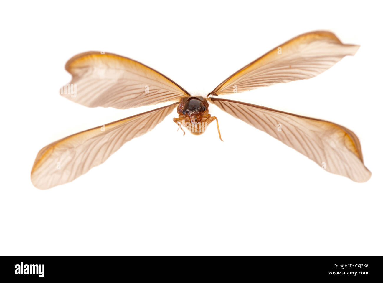 Reine des termites Banque d'images détourées - Alamy