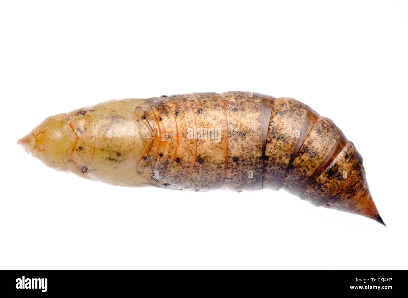 Cocon d'insectes Banque d'images détourées - Alamy