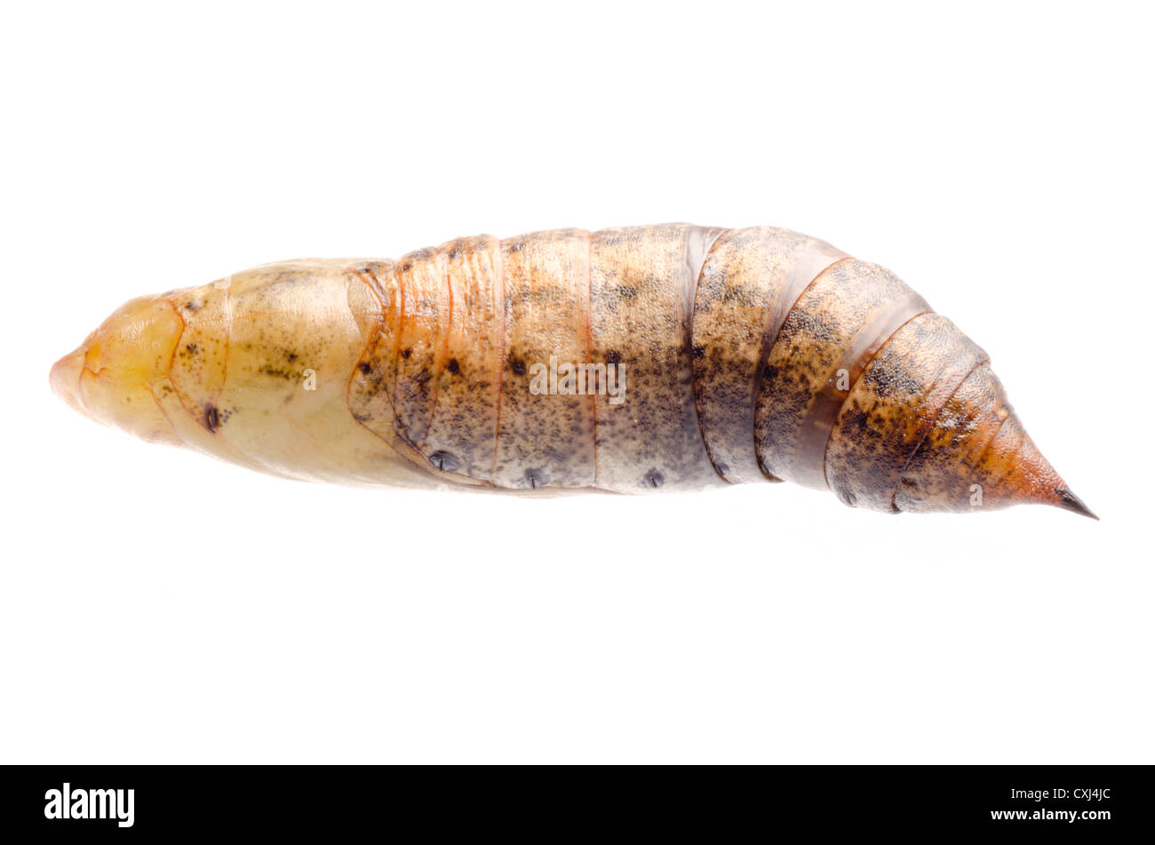 Cocon d'insectes Banque d'images détourées - Alamy