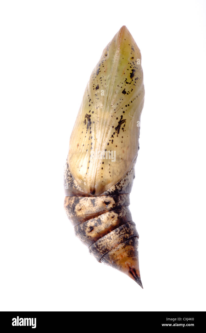 Cocon d'insectes Banque d'images détourées - Alamy