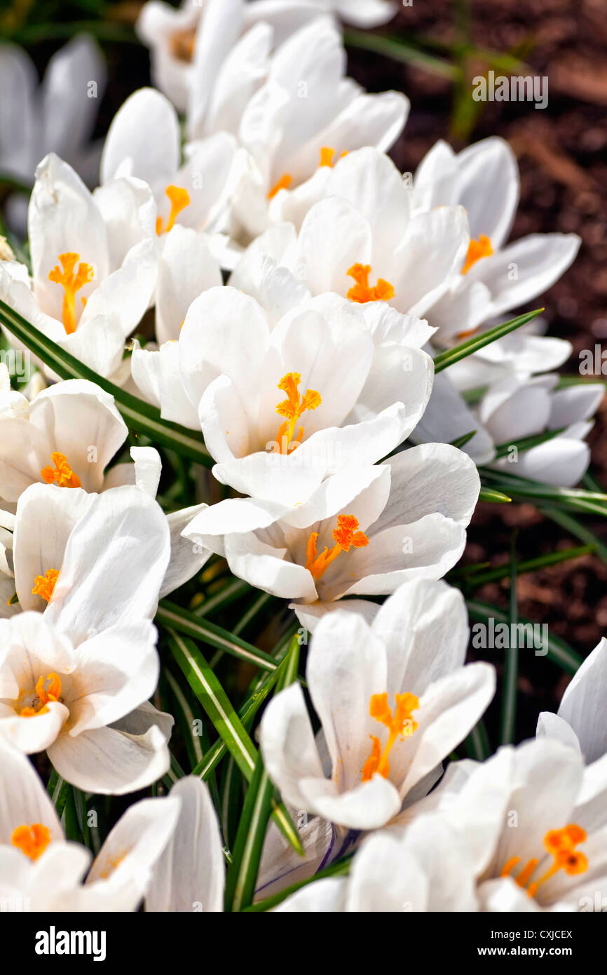 Crocus blanc Banque de photographies et d’images à haute résolution - Alamy