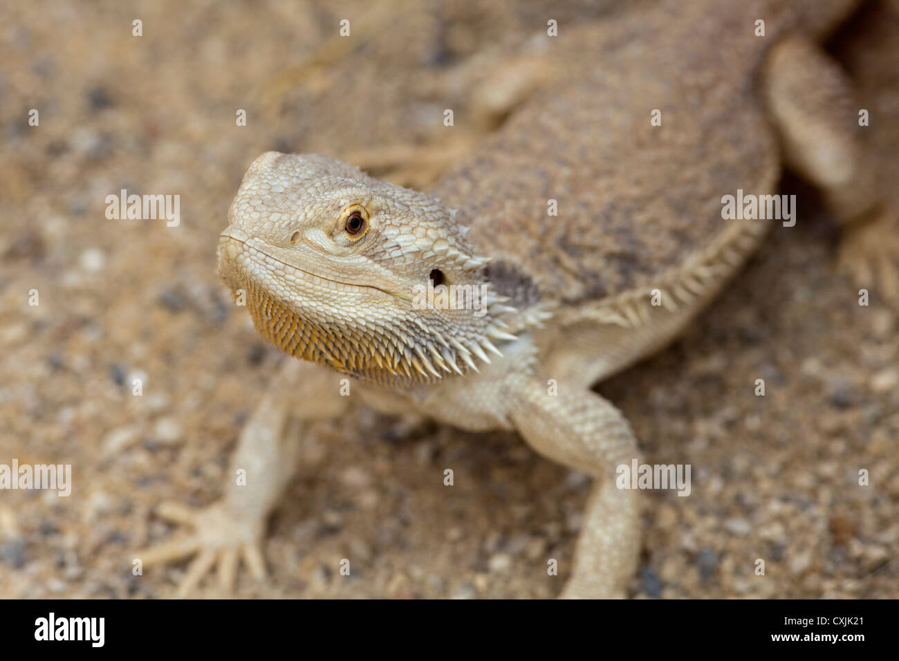 Lézard dragon barbu Banque de photographies et d’images à haute ...