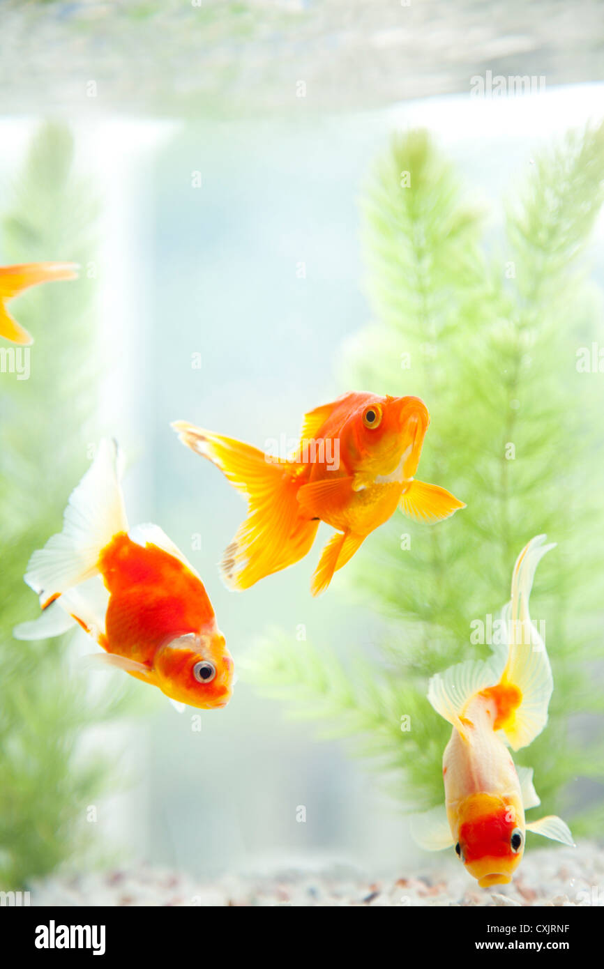 Aquarium De Poisson Rouge Banque d'image et photos - Alamy