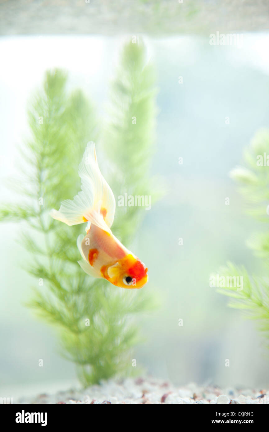 Aquarium de poisson rouge Banque de photographies et d’images à haute ...