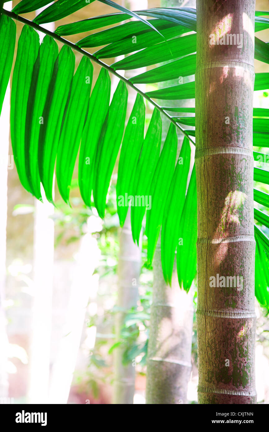 Palmier d'arec Banque de photographies et d’images à haute résolution ...
