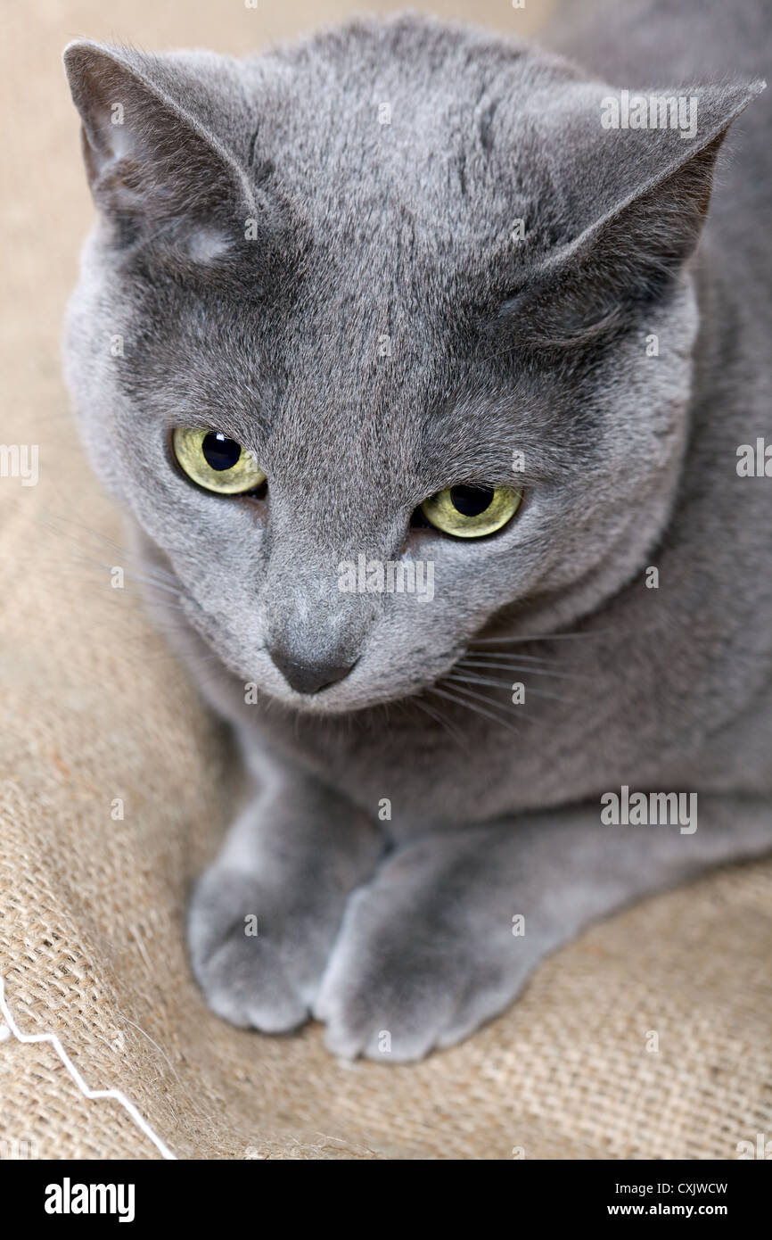 Chat Bleu Russe Photo Stock - Alamy