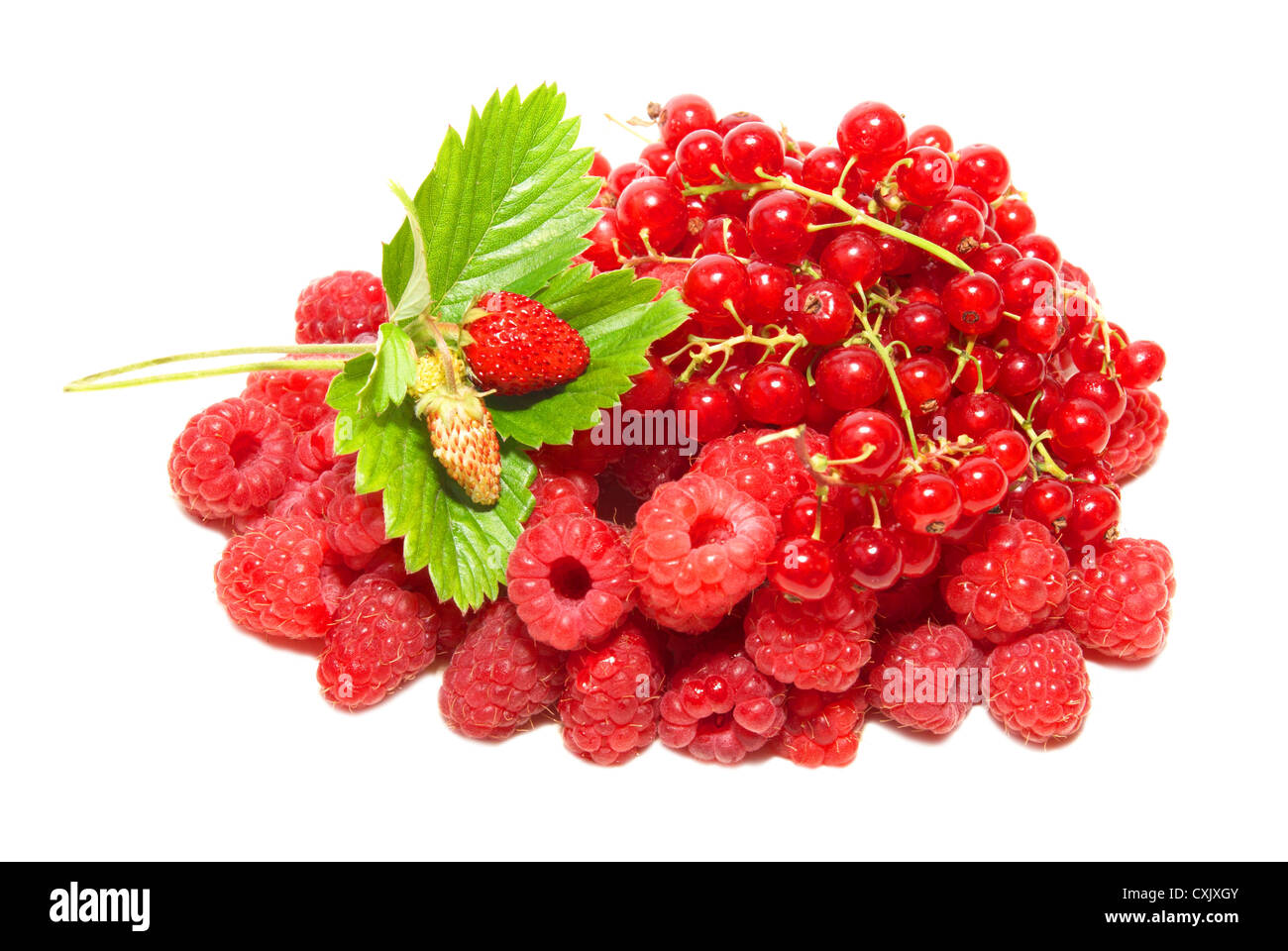 Fruits rouges sauvages Banque d'images détourées - Alamy