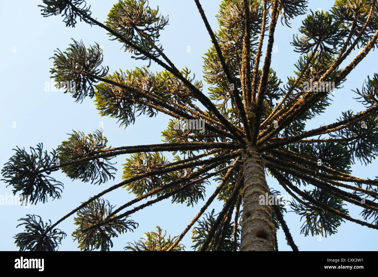 Brazilian pine Banque de photographies et d’images à haute résolution ...