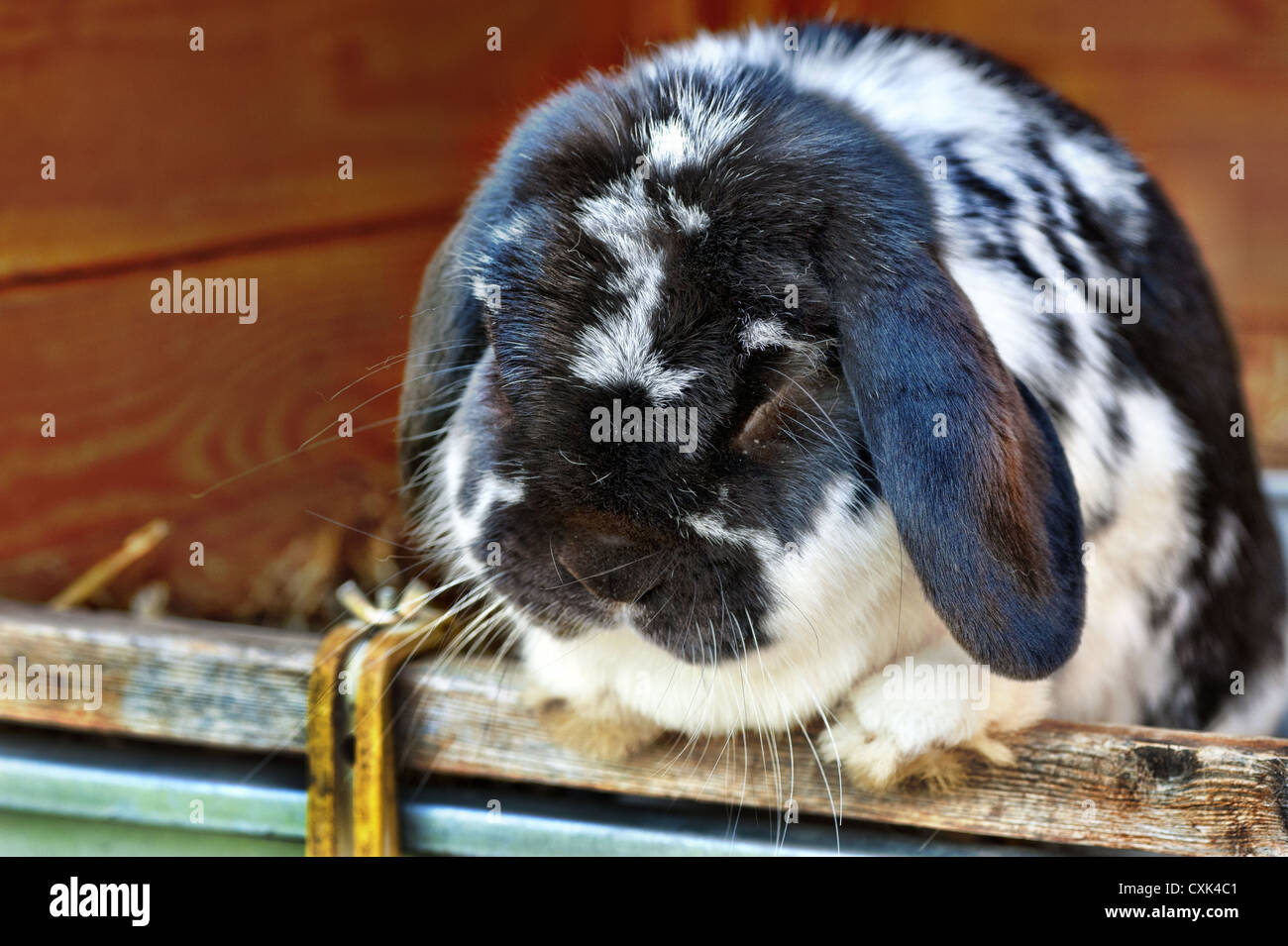 Black rabbit and white rabbits Banque de photographies et d’images à ...